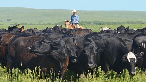 Cattle Care